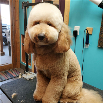 Fluffy Makeover - Helena MT | Vagaro